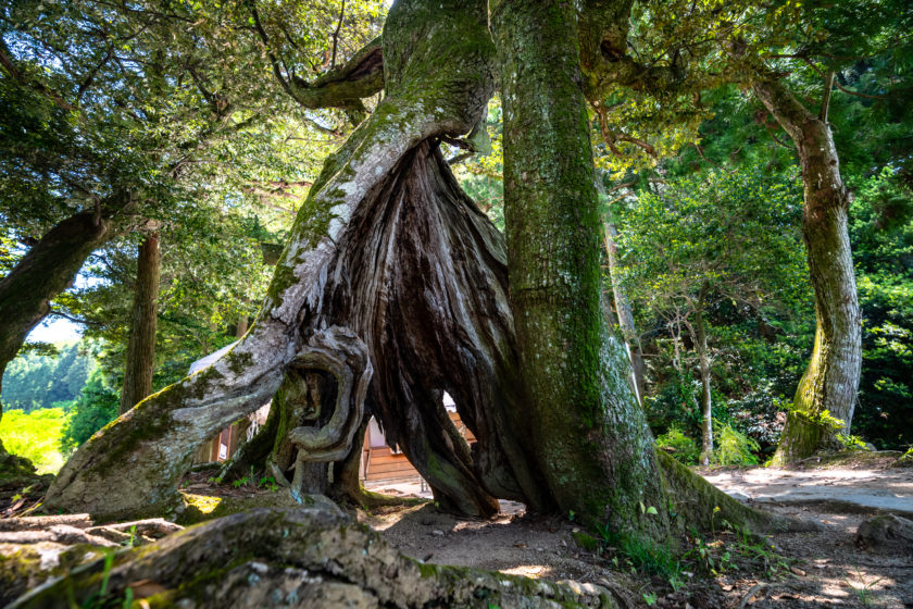 Yuge Shrine – UCHIKOGENIC